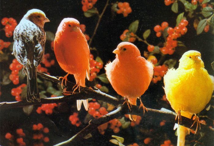 Entendendo as Cores dos Canários - Canários Belga - Criação, Reprodução ...