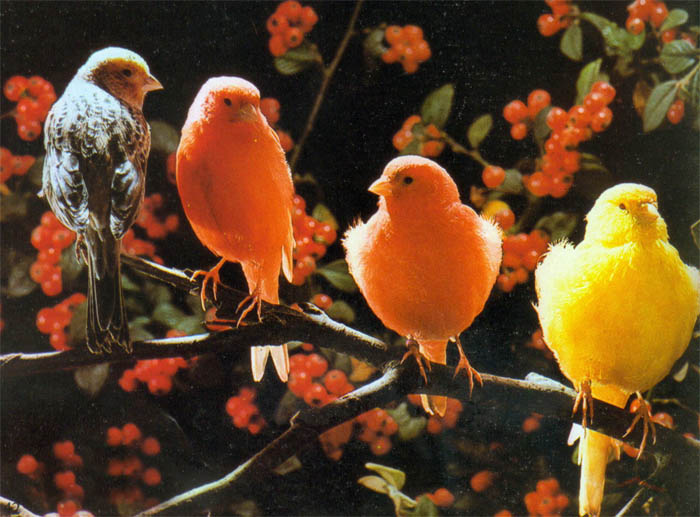 Entendendo as Cores dos Canários - Canários Belga - Criação, Reprodução ...